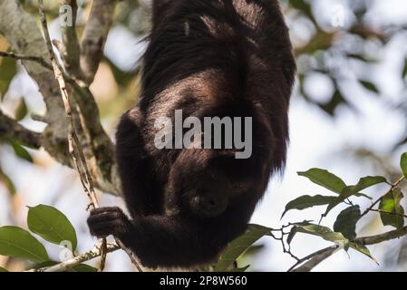 Yucatan Black Howler (Alouatta pigra) in trees in Chiapas State, Mexico ...
