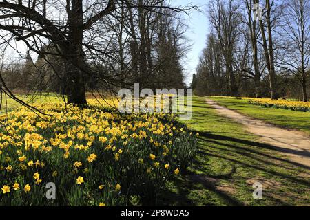 Spring Daffodils at Nowton Park near Bury St Edmunds, Suffolk, England ...