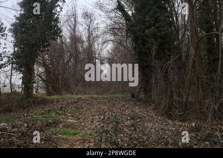 Dead end in a grove of an abandoned railroad track in the italian ...