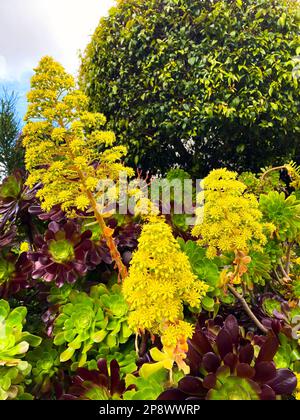 Aeonium arboreum, tree house leek, a succulent Stock Photo - Alamy