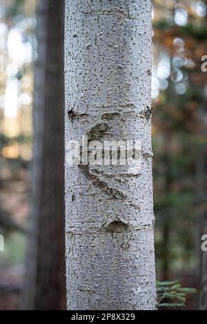Arrow on the tree trunk of a birch in the forest and blurred background ...