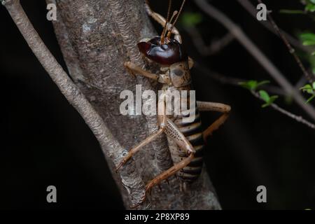New Zealand tree weta Stock Photo - Alamy