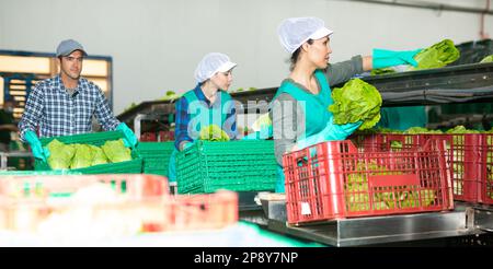 Workers of vegetable sorting factory arranging lettuce in boxes Stock ...