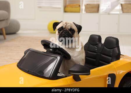 Adorable pug dog in toy car indoors Stock Photo - Alamy