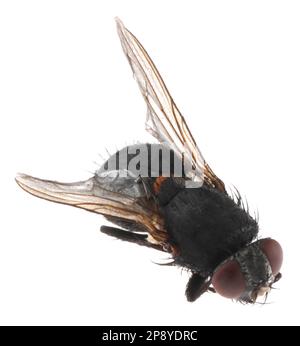 One common black fly on white background Stock Photo - Alamy
