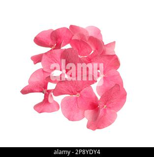 Beautiful hortensia plant florets on pale light beige background, flat ...