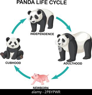 Panda life cycle infographic illustration Stock Vector Image & Art - Alamy