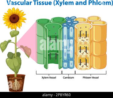 vascular tissue system of plant. xylem and phloem. Cross section of ...