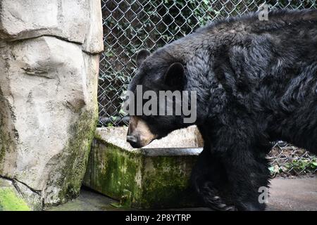Animal pic's from the Portland Zoo Stock Photo - Alamy