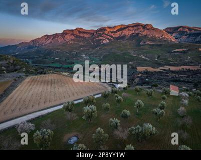 Aerial view of olive groves with Els Ports Natural Park and Roques de ...