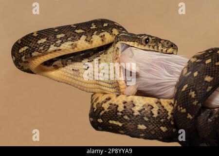 Hatchling Australian Diamond Python taking first feed Stock Photo - Alamy