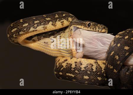 Hatchling Australian Diamond Python taking first feed Stock Photo - Alamy