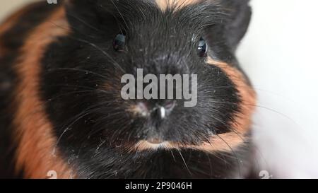Guinea pig with inquisitive expression looking at the camera Stock ...