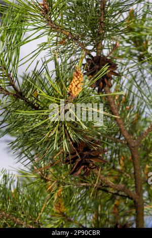 Fir tree branch with young buds Stock Photo - Alamy