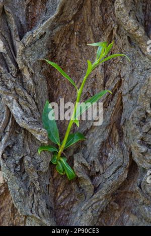 The trunk of an old willow tree with young shoots on the sides, close ...