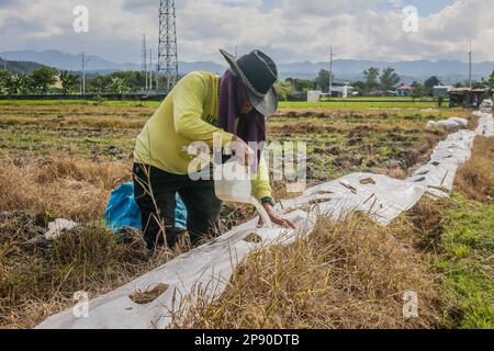 Teresa, Rizal, Philippines. 10th Mar, 2023. Filipino farmer works on a ...