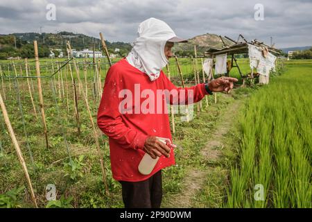 Teresa, Rizal, Philippines. 10th Mar, 2023. Filipino farmer works on a ...