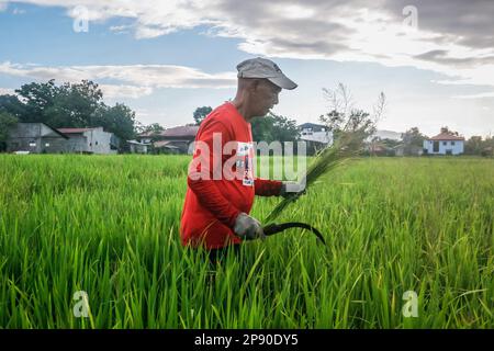 Teresa, Rizal, Philippines. 10th Mar, 2023. Filipino farmer works on a ...