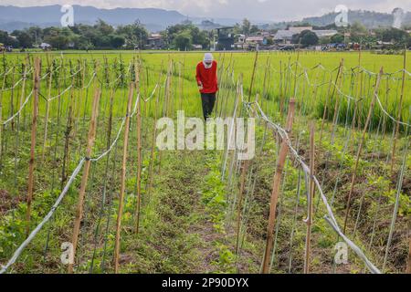 Teresa, Rizal, Philippines. 10th Mar, 2023. Filipino farmer works on a ...
