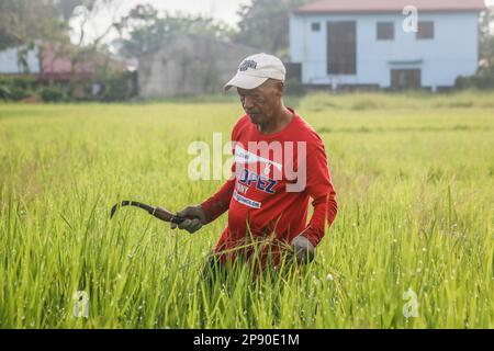 Teresa, Rizal, Philippines. 10th Mar, 2023. Filipino farmer works on a ...