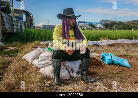 Teresa, Rizal, Philippines. 10th Mar, 2023. Filipino farmer works on a ...