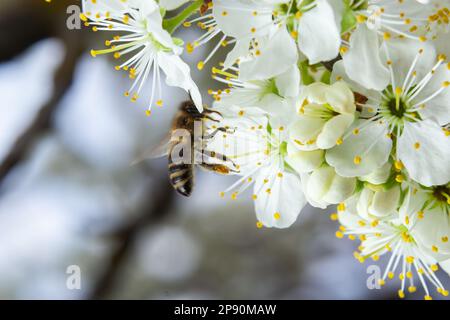 Honey bee flies, feeding and pollinating plum flowers in a plum orchard ...