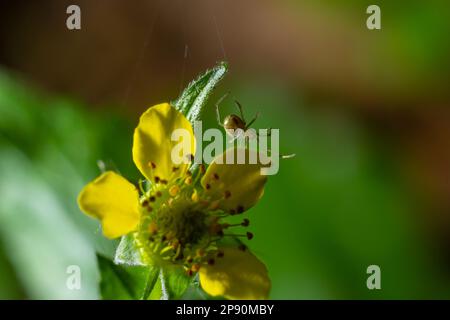 Small Male Cobweb Spider of the Family Theridiidae Stock Photo - Alamy
