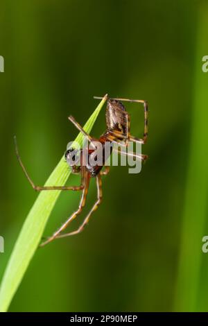A Linyphia triangularis spider, Linyphiidae family, on white background ...