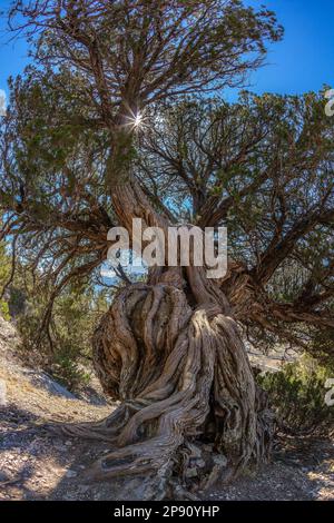 France. Hautes-Alpes (05) Thurifaie of Saint-Crepin. A Thuriferous ...