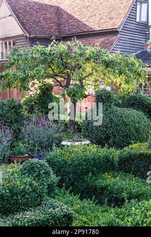 Malus 'Sun Rival' and rose campion with clipped heding in garden of ...