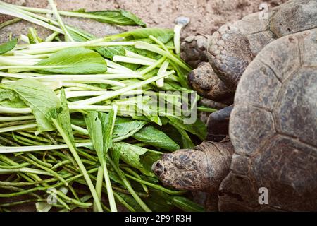 Close up of two turtles eating melon in green grass Stock Photo - Alamy