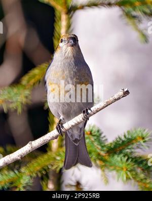 Pine Grosbeak female front view perched on a branch with a blur ...