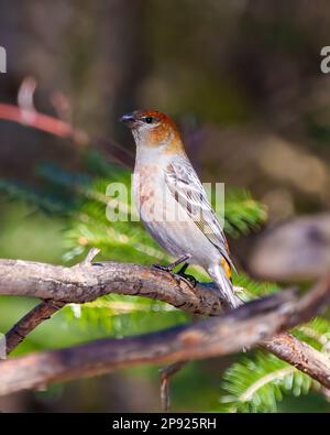 Pine Grosbeak female perched on a branch with a blur forest background ...