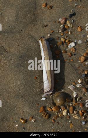 razorfish shells on a sea shore Stock Photo - Alamy