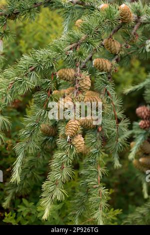 A vertical shot of cones grown on a pine tree Stock Photo - Alamy