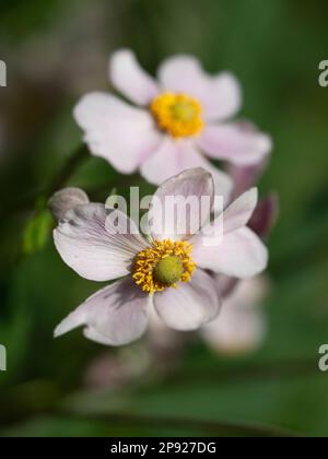 Garden-grown Japanese thimbleweed blooms in springtime beauty Stock ...