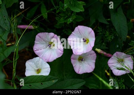 Close up of wild pink bindweed flower. Beautiful wild flower growing on ...