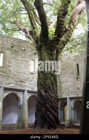 yew tree in cloister courtyard of the ruins of Muckross Abbey ...
