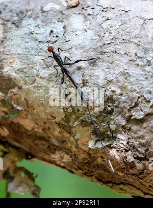 Bicolored Crown-of-thorns Wasp (Megischus bicolor Stock Photo - Alamy