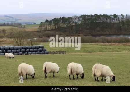 Sheep grazing overlooking a lough in Northumberland Stock Photo - Alamy