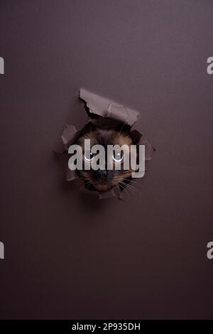curious siamese cat poking head through torn paper hole gazing at ...