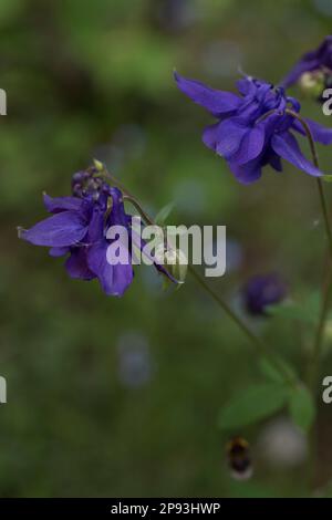 Delicate purple Columbine flowers blooming in spring Stock Photo - Alamy