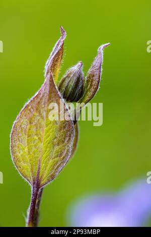 Clematis, leaf bud, bud, climbing plant Stock Photo - Alamy
