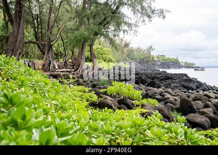 Pahoa, Big Island, Hawaii, USA, Polynesia, Oceania Stock Photo - Alamy