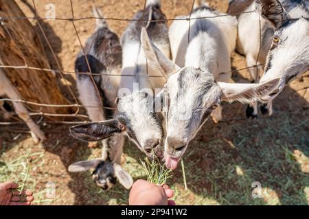 Goats on a goat farm, Maui, Hawaii, USA, Polynesia, Oceania Stock Photo ...