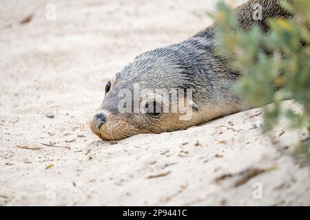 Australian sea lion howler on the beach, Neophoca cinerea, Seal Bay ...