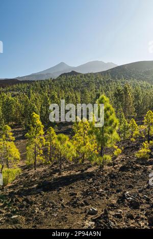 Teide from Mirador de Samara, Mirador de Samara, Tenerife, Canary ...
