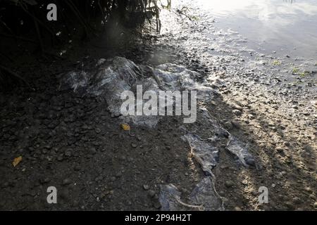many manta rays eagle ray died fish on the shore detail Stock Photo - Alamy