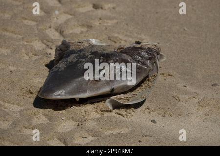 A Killed and fin cutted Shark on the beach Stock Photo - Alamy
