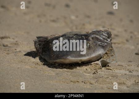A Killed and fin cutted Shark on the beach Stock Photo - Alamy
